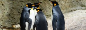 Penguin Facts - Fact Animal