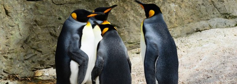 Penguin Facts - Fact Animal