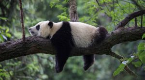 25 Giant Panda Facts - Fact Animal