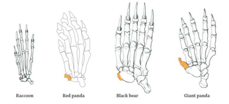 25 Giant Panda Facts - Fact Animal