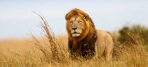 27 Fun Lion Facts - Fact Animal