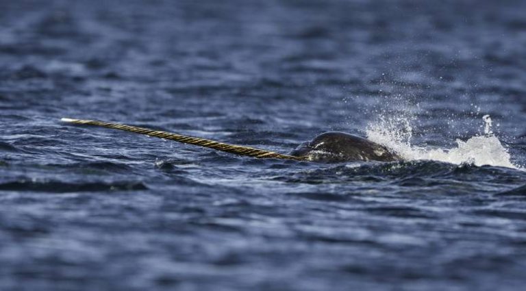 22 Astonishing Narwhal Facts - Fact Animal