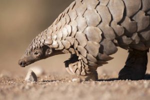 23 Astonishing Pangolin Facts - Fact Animal