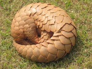 23 Astonishing Pangolin Facts - Fact Animal