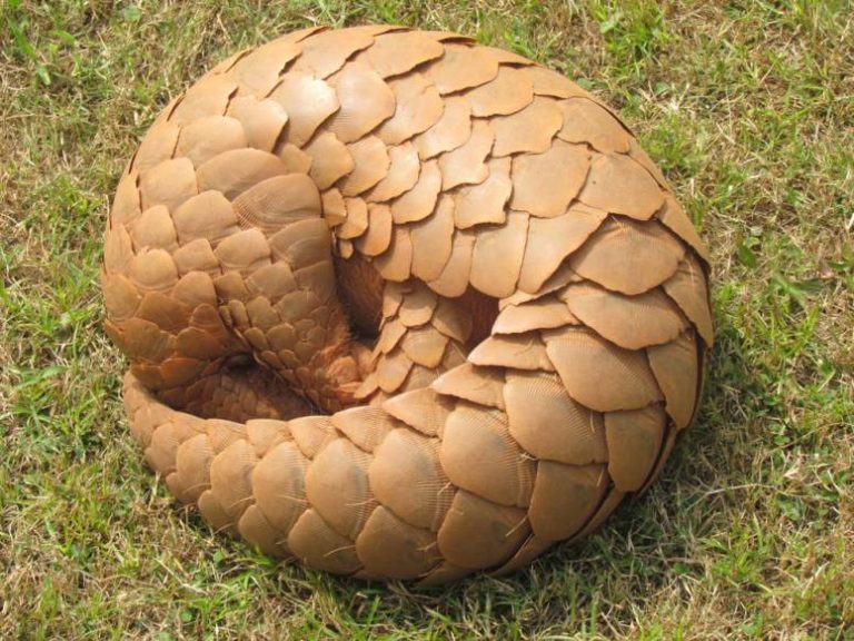 23 Astonishing Pangolin Facts - Fact Animal