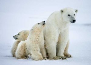 Polar Bear Facts - Fact Animal