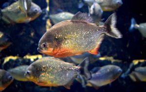 22 Razor-Sharp Piranha Facts - Fact Animal