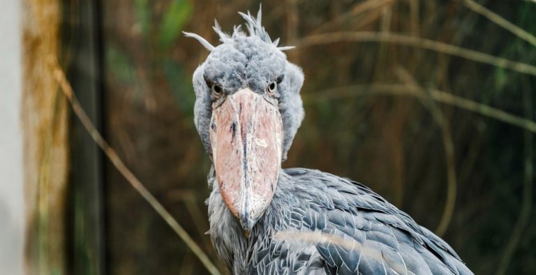 14 Menacing Shoebill Stork Facts - Fact Animal