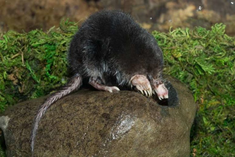 14 Fascinating Star-Nosed Mole Facts - Fact Animal