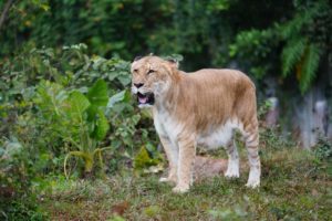 18 Astonishing Liger Facts - Fact Animal