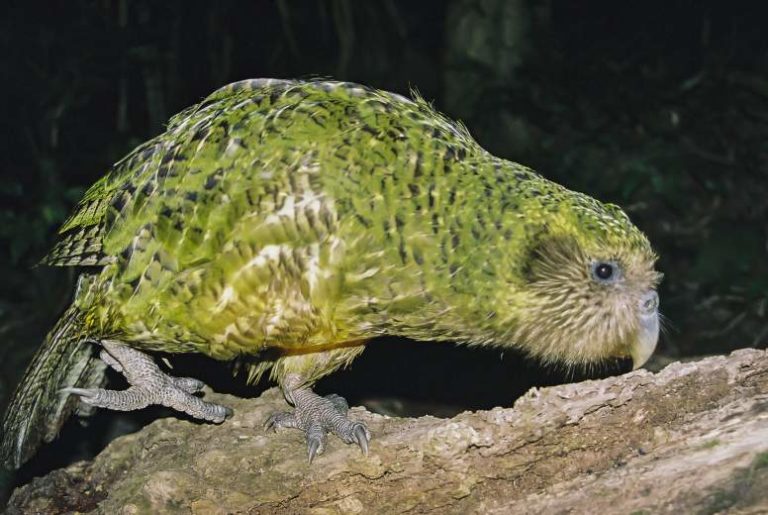 14 Kakapo Facts Fact Animal