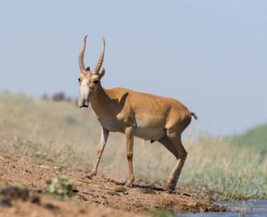 Saiga Antelope Facts - Fact Animal