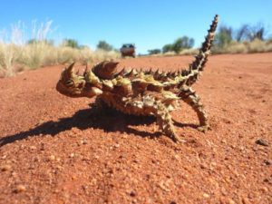 16 Spikey Thorny Devil Facts - Fact Animal