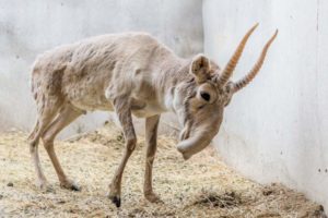Saiga Antelope Facts - Fact Animal