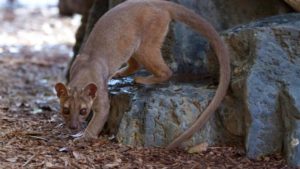 12 Fantastic Fossa Facts - Fact Animal