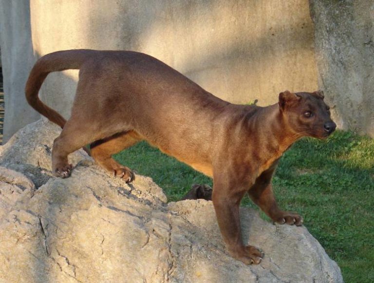 12 Fantastic Fossa Facts - Fact Animal