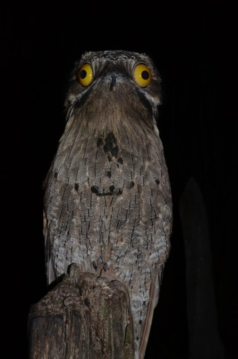10 Facts About the Creatively Camouflaged Potoo Bird - Fact Animal