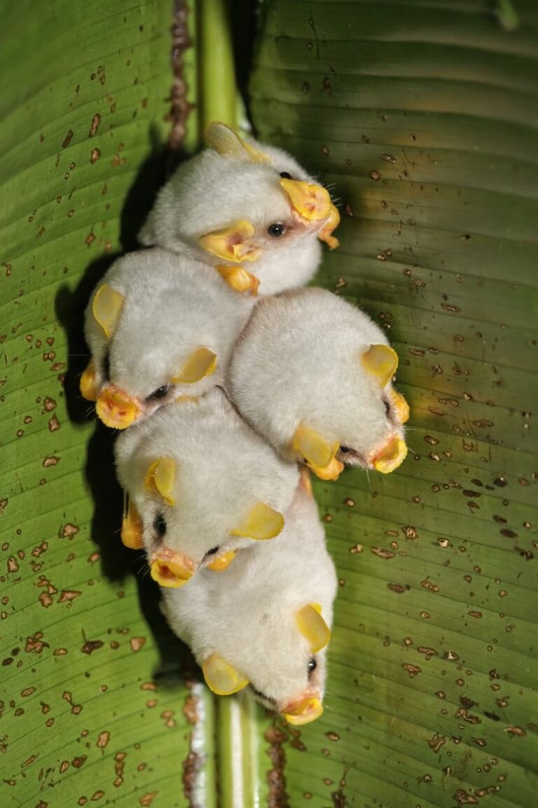 15 Super Cute Honduran White Bat Facts - Fact Animal