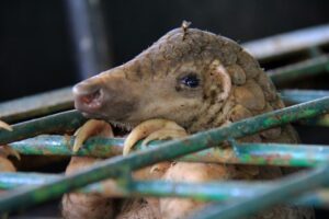 23 Astonishing Pangolin Facts - Fact Animal