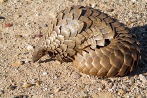 23 Astonishing Pangolin Facts - Fact Animal