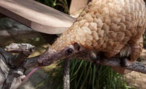 23 Astonishing Pangolin Facts - Fact Animal