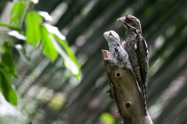10 Facts About the Creatively Camouflaged Potoo Bird - Fact Animal