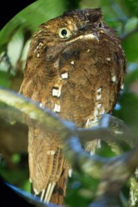 10 Facts About the Creatively Camouflaged Potoo Bird - Fact Animal