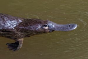 16 Peculiar Platypus Facts - Fact Animal