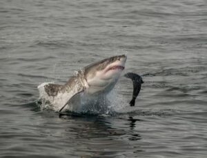 Top 10 Apex Predators in The World - Fact Animal