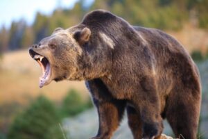 Top 10 Apex Predators in The World - Fact Animal