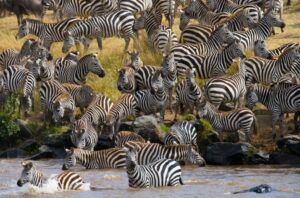 19 Zebra Facts - Fact Animal