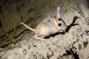 15 Joyful Jerboa Facts - Fact Animal