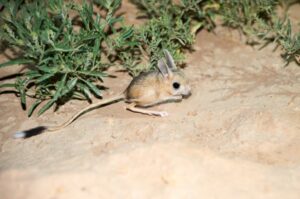 15 Joyful Jerboa Facts - Fact Animal
