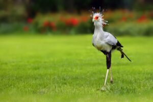 14 Secretary Bird Facts - Fact Animal