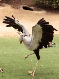 14 Secretary Bird Facts - Fact Animal