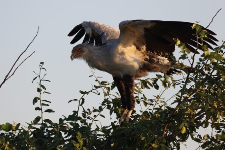 14 Secretary Bird Facts - Fact Animal