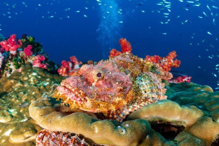 11 Scary Stonefish Facts - Fact Animal