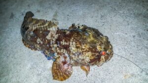 11 Scary Stonefish Facts - Fact Animal