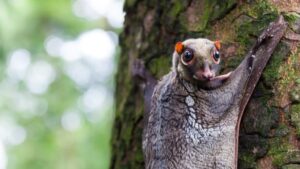 14 Cute Colugo (Flying Lemur) Facts - Fact Animal