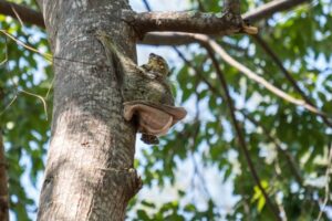 14 Cute Colugo (Flying Lemur) Facts - Fact Animal
