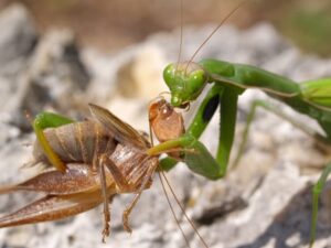 15 Praying Mantis Facts - Fact Animal