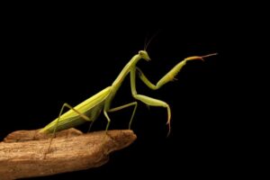 15 Praying Mantis Facts - Fact Animal