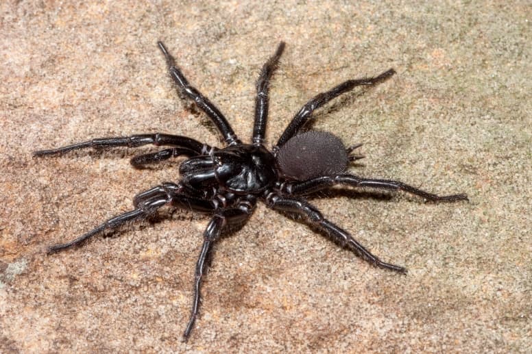 Sydney Funnel Spider Facts Fact Animal