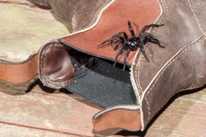 Sydney Funnel-Web Spider Facts - Fact Animal
