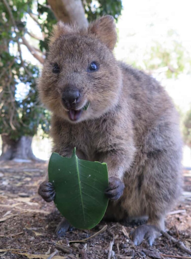 16 Adorable Quokka Facts - Fact Animal
