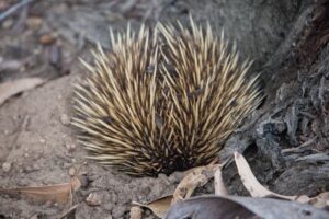 17 Extraordinary Echidna Facts - Fact Animal