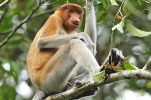 12 Unusual Proboscis Monkey Facts - Fact Animal