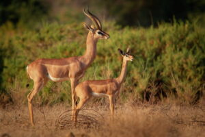 15 Great Gerenuk Facts - Fact Animal