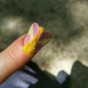 Rosy Maple Moth Facts - Fact Animal