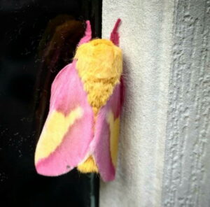 Rosy Maple Moth Facts - Fact Animal
